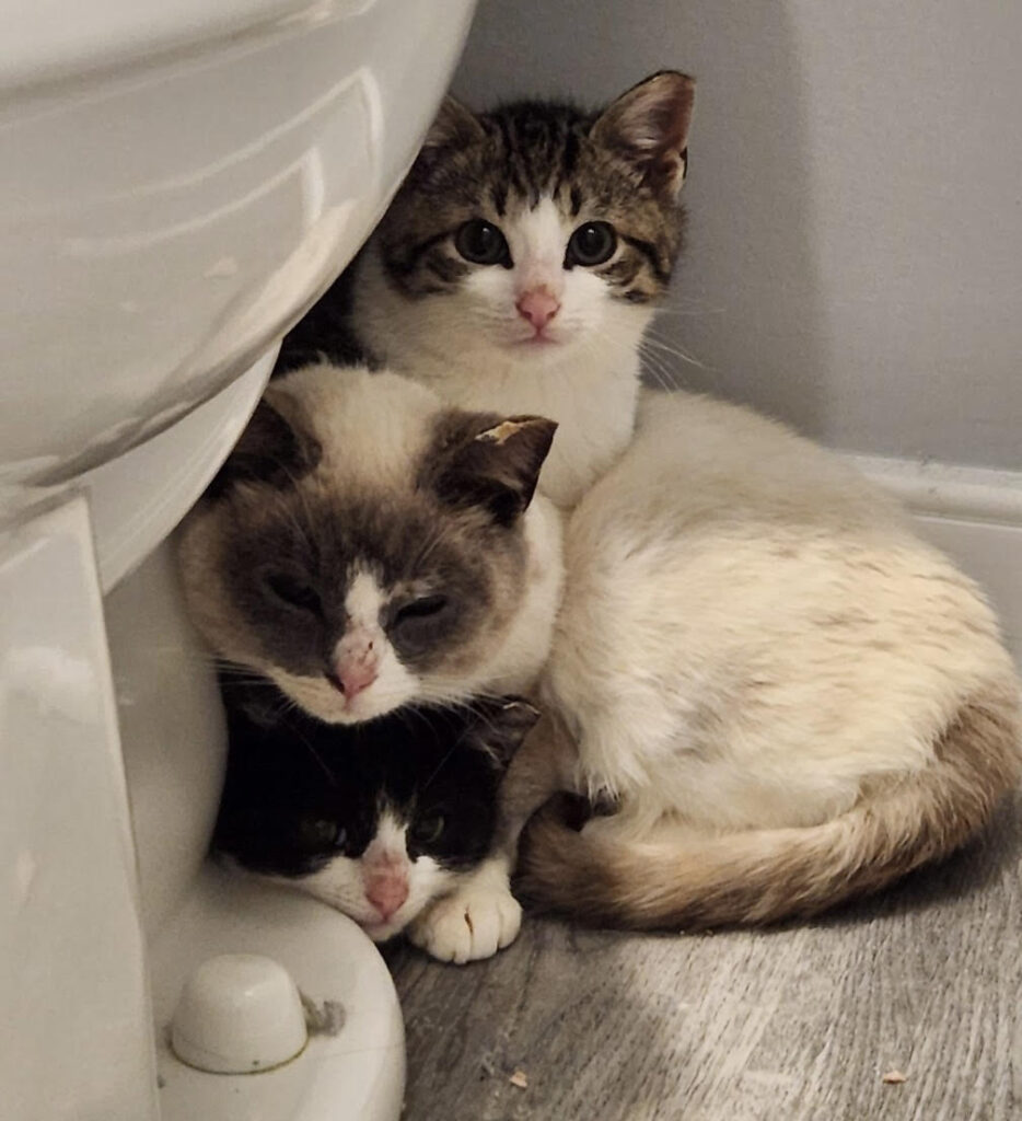 Get Involved – SOS Cats RVA